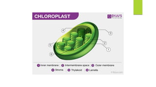 Chloroplast genome organisation | PPTX