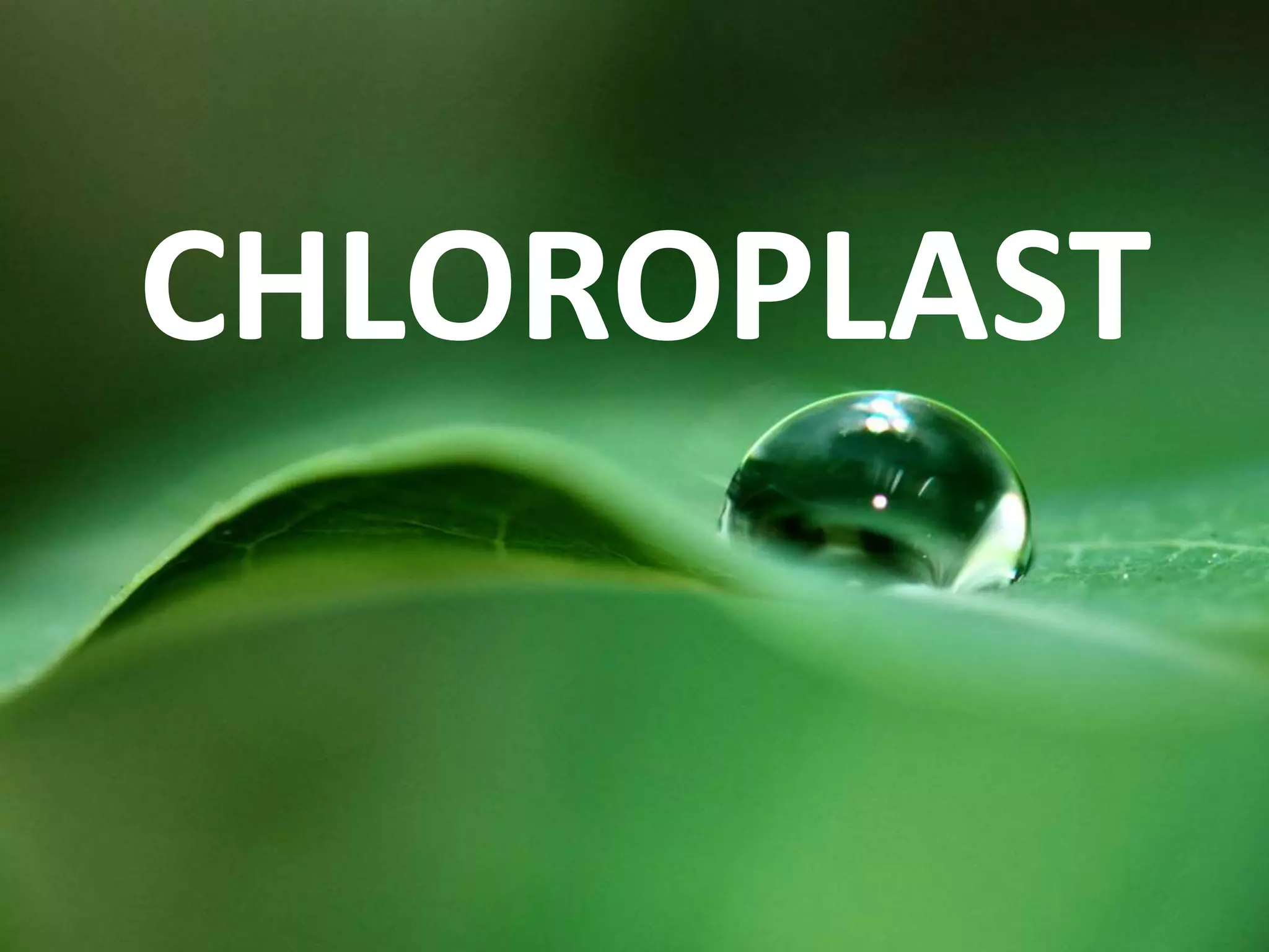 CHLOROPLAST AND CHLOROPHYLL | PPTX