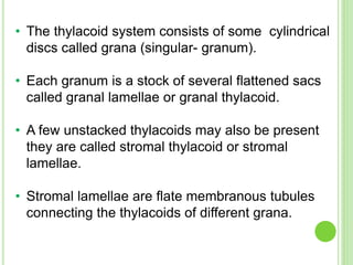 CHLOROPLAST AND CHLOROPHYLL | PPTX