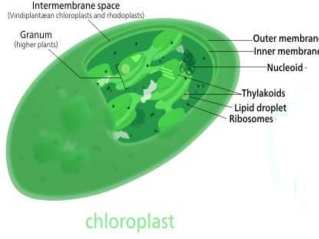 CHLOROPLAST AND CHLOROPHYLL | PPTX | Chemistry | Science