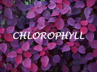 CHLOROPLAST AND CHLOROPHYLL | PPTX