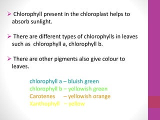 CHLOROPLAST AND CHLOROPHYLL | PPTX | Chemistry | Science