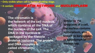 Chloroplast, nucleus, nuclear membrane | PPTX