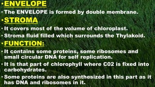 Chloroplast, nucleus, nuclear membrane | PPTX