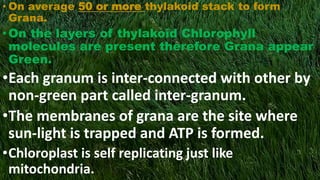 Chloroplast, nucleus, nuclear membrane | PPTX