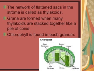 Chloroplast | PPT