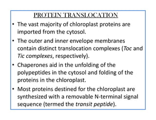 Chloroplasts | PDF
