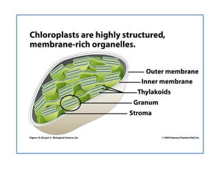 Chloroplasts | PDF