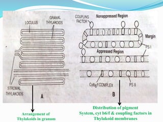 Chloroplasts | PPT