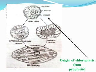 Chloroplasts | PPT