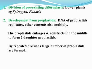 Chloroplasts | PPT