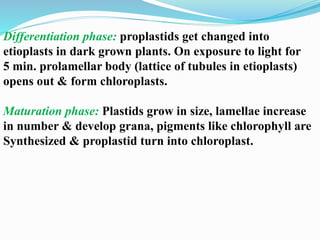 Chloroplasts | PPT