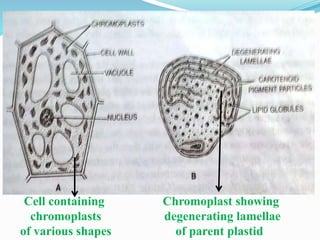 Chloroplasts | PPT