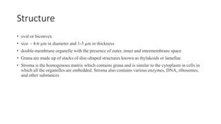 Chloroplasts.pptx | Biological Sciences | Science