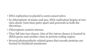 Chloroplasts.pptx | Biological Sciences | Science
