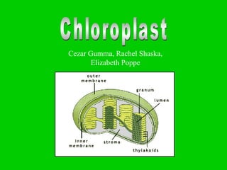 Chloroplasts a4 | PPT