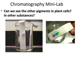 Chloroplasts and chlorophyll for Advanced Biology 9th grade | PPT