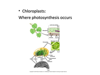Chloroplasts and chlorophyll for Advanced Biology 9th grade | PPT