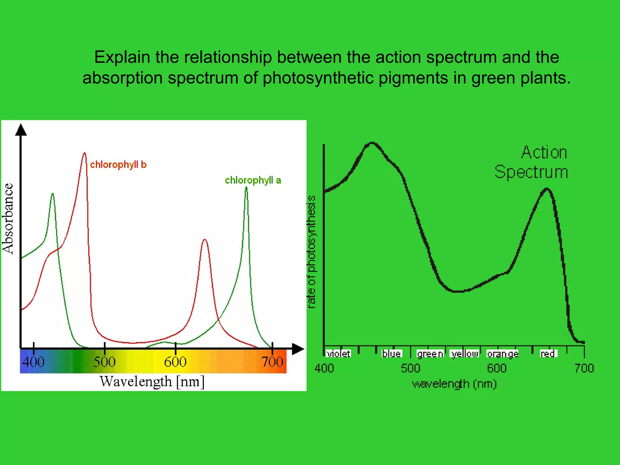 Chloroplasts pigments | PPT