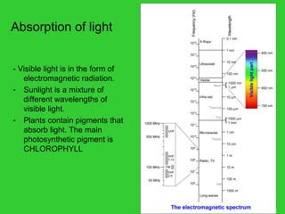 Chloroplasts pigments | PPT