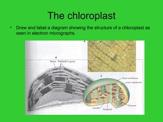 Chloroplasts pigments | PPT