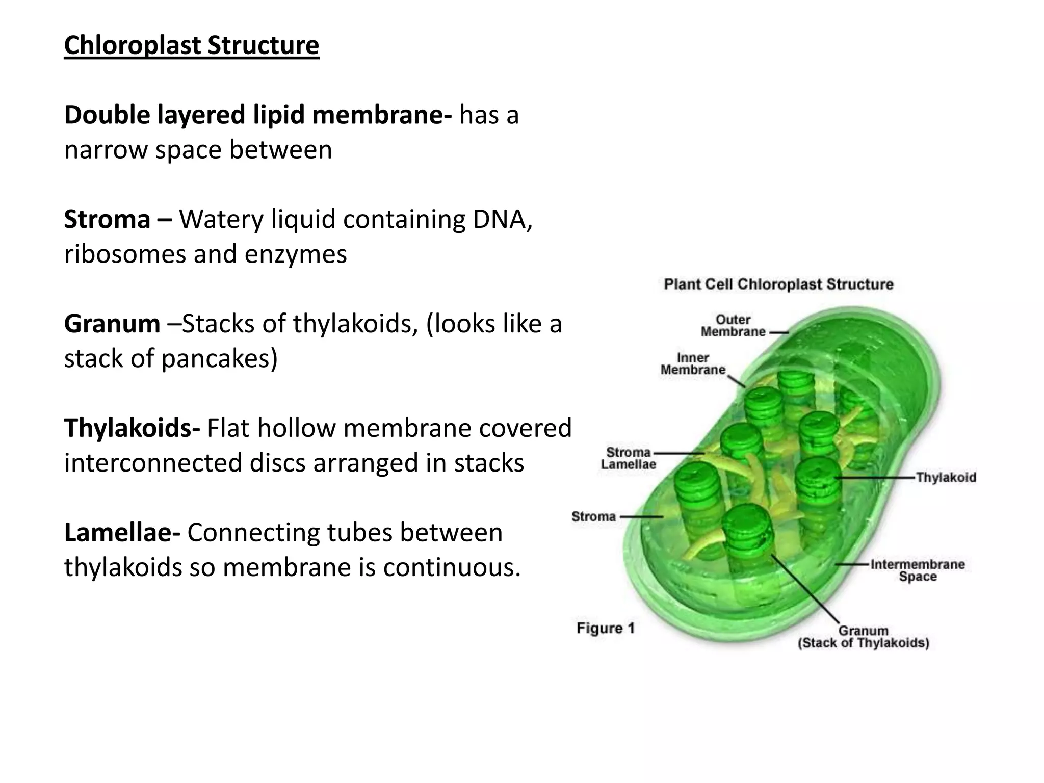 Chloroplasts ppt may 29th | PPTX