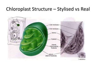 Chloroplasts ppt may 29th | PPTX