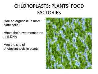 Chloroplast In Plants