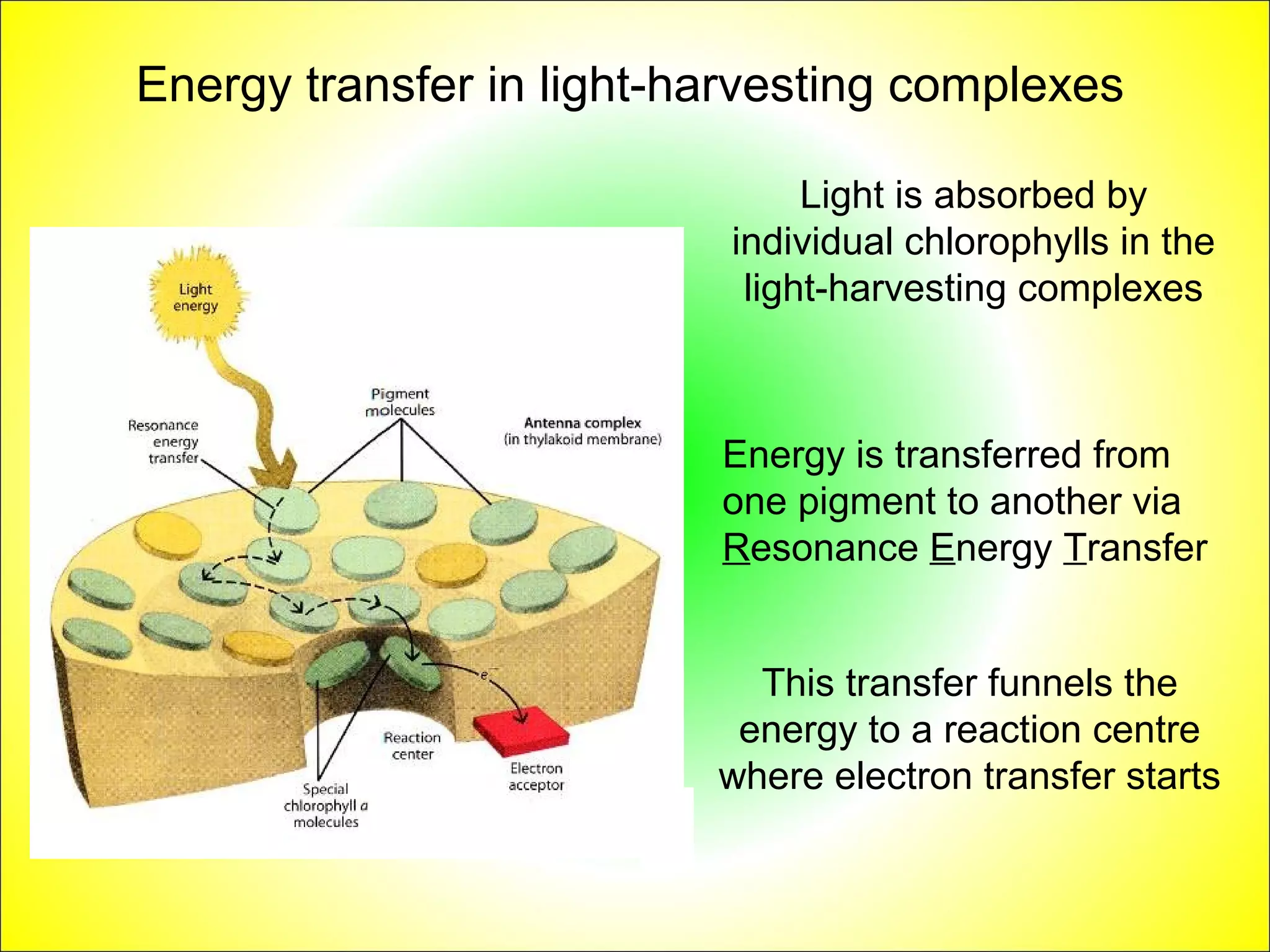 Chloroplast structure and leaf adaptations | PPT