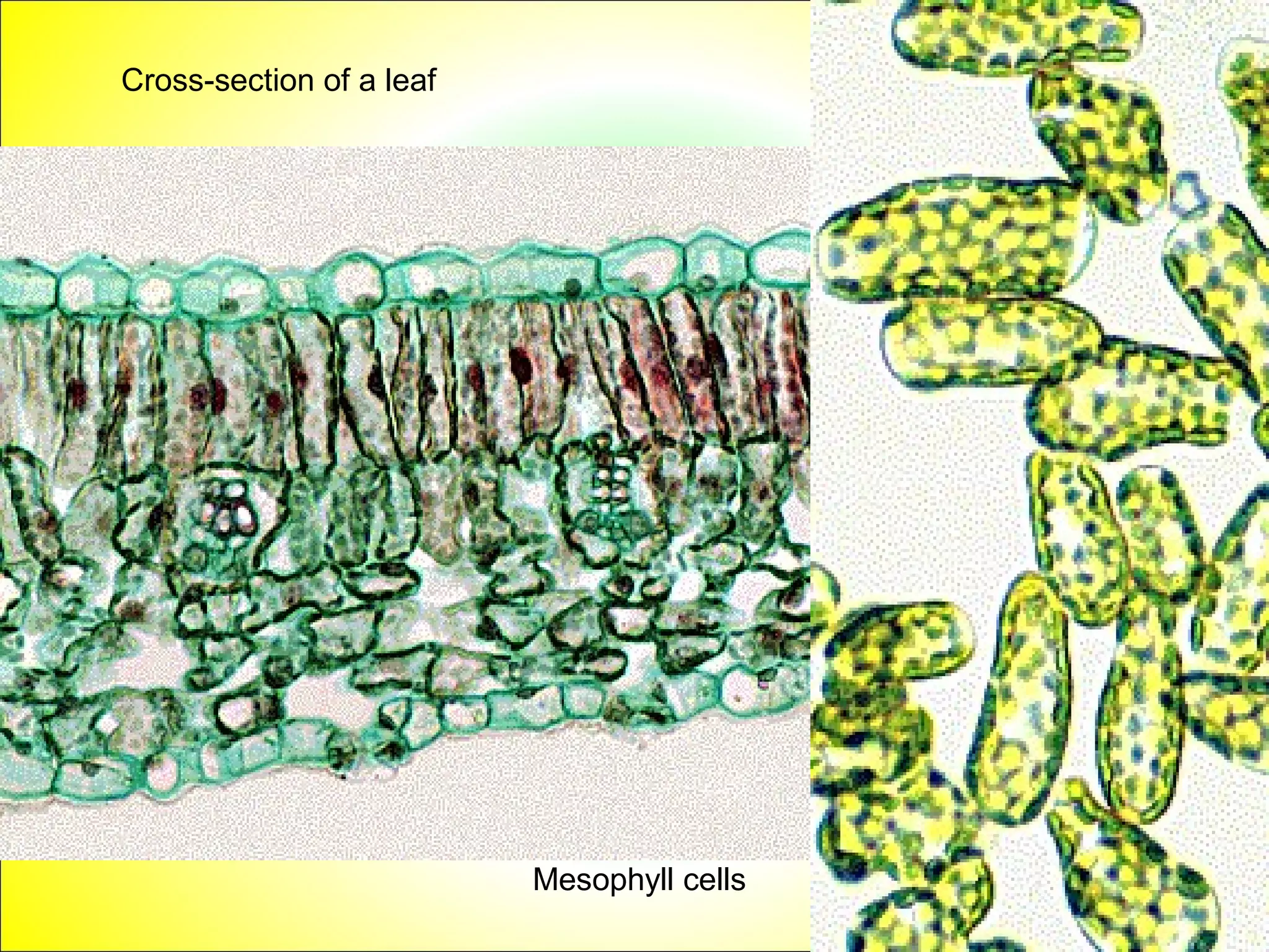 Chloroplast structure and leaf adaptations | PPT