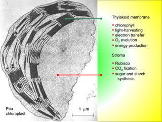 Chloroplast structure and leaf adaptations | PPT