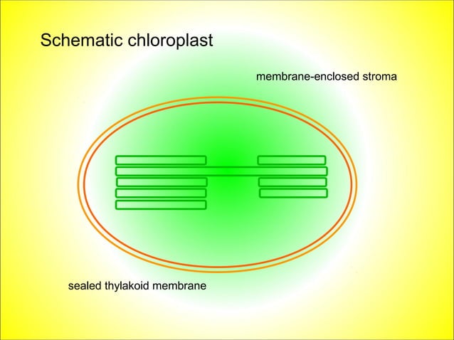 Chloroplast structure and leaf adaptations | PPT