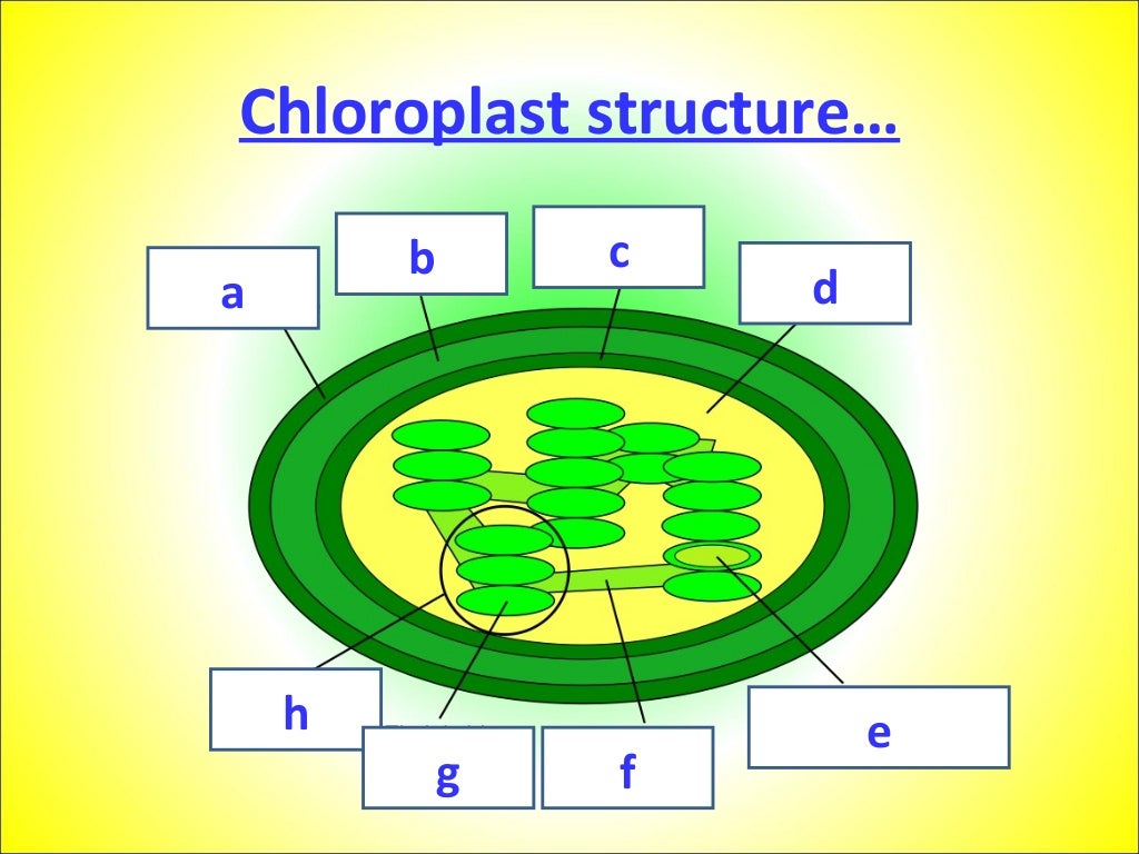 Chloroplast Structure