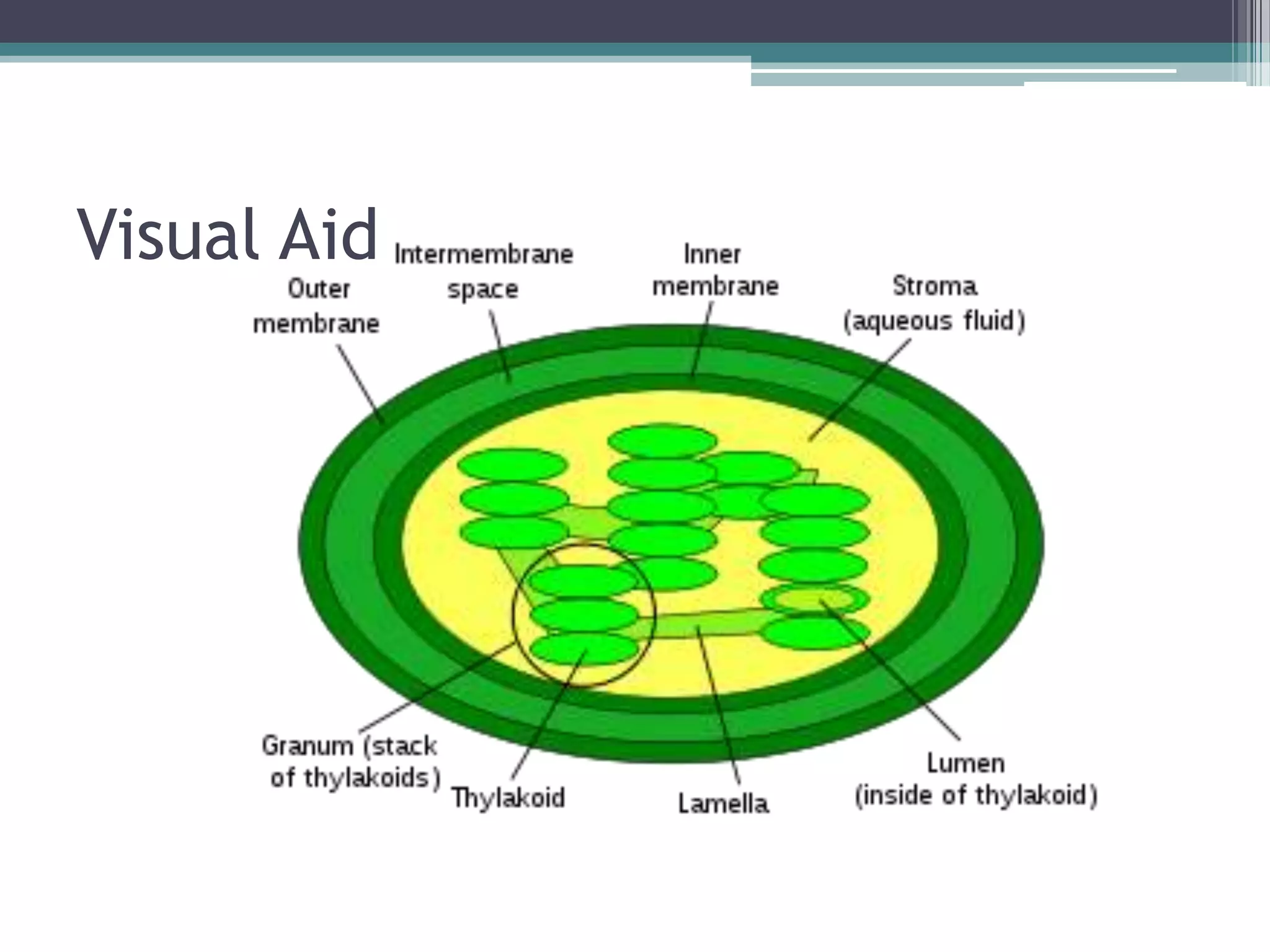 Chloroplastt | PPT