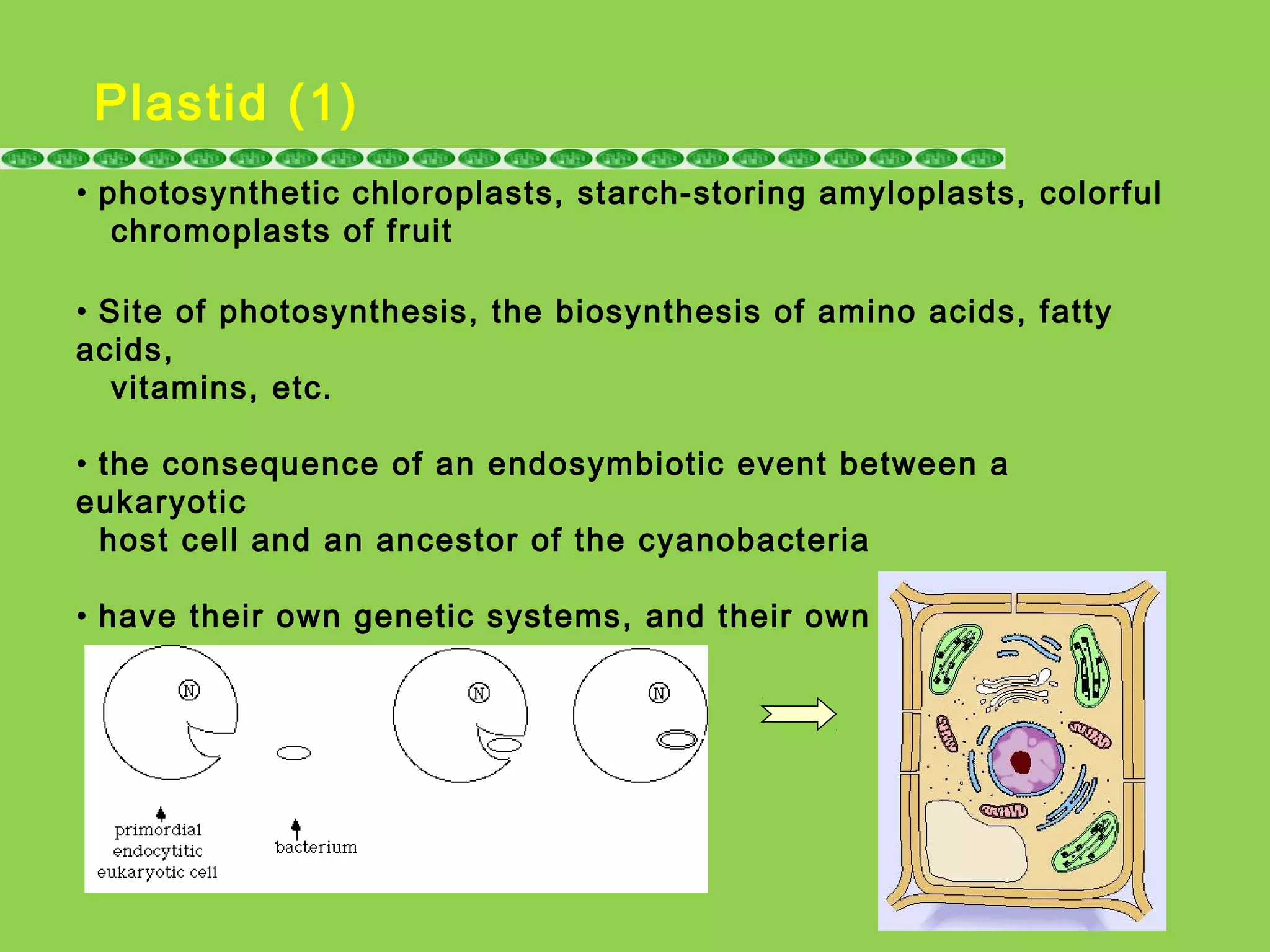 Chloroplast transformation | PPT
