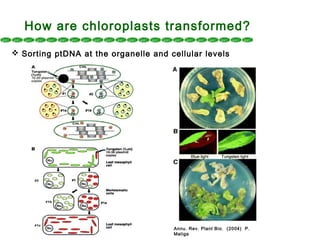 Chloroplast transformation | PPT