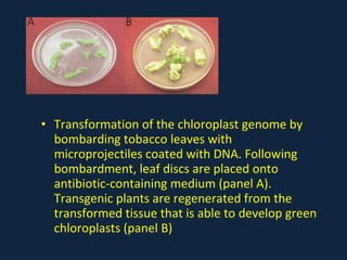 Chloroplast transformation | PPT