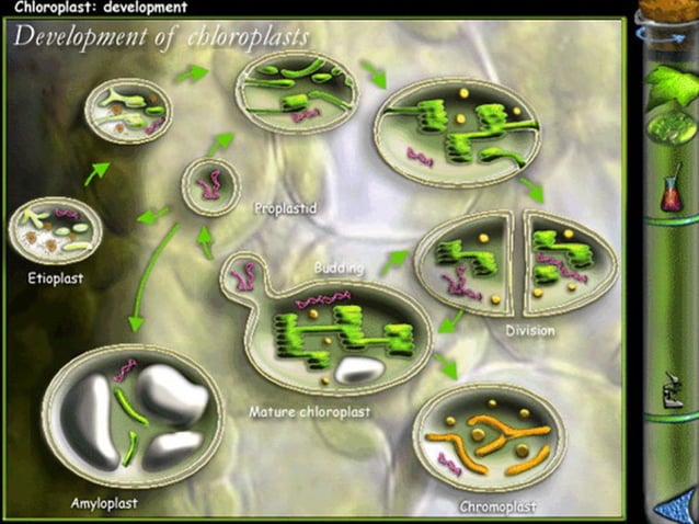 Chloroplast transformation | PPT