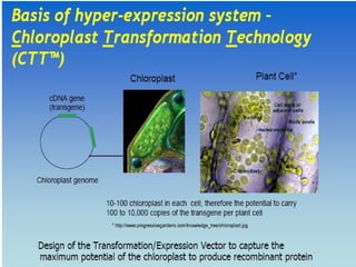 Chloroplast transformation | PPT