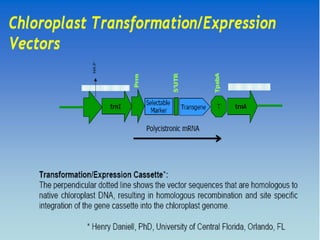Chloroplast transformation | PPT