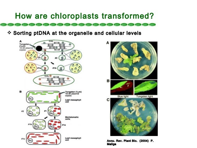 Chloroplast transformation