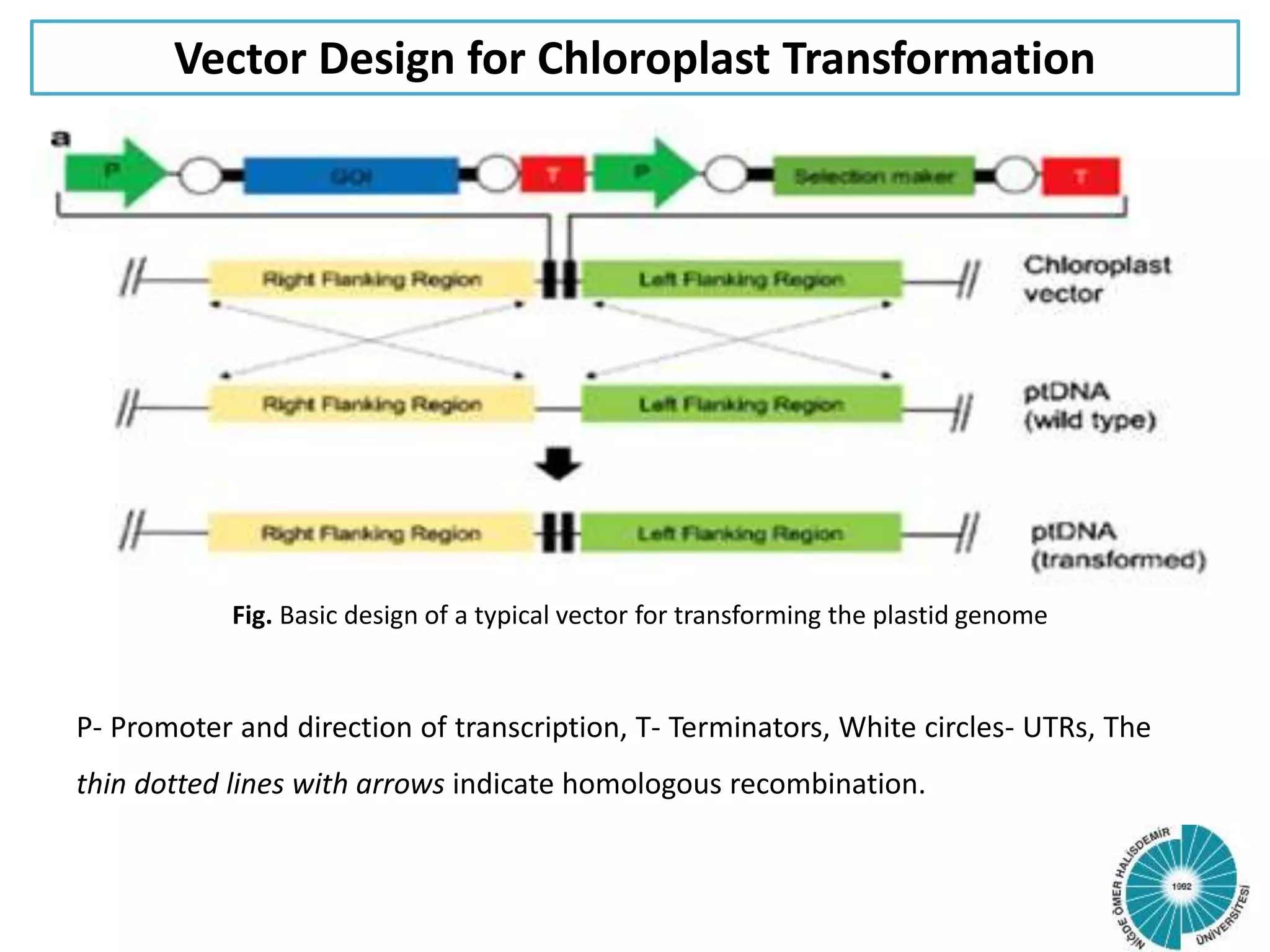 Chloroplast transformation | PPTX