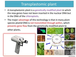 Chloroplast transformation | PDF