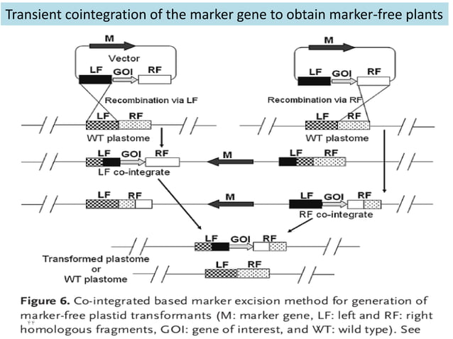 Chloroplast transformation | PDF | Biological Sciences | Science