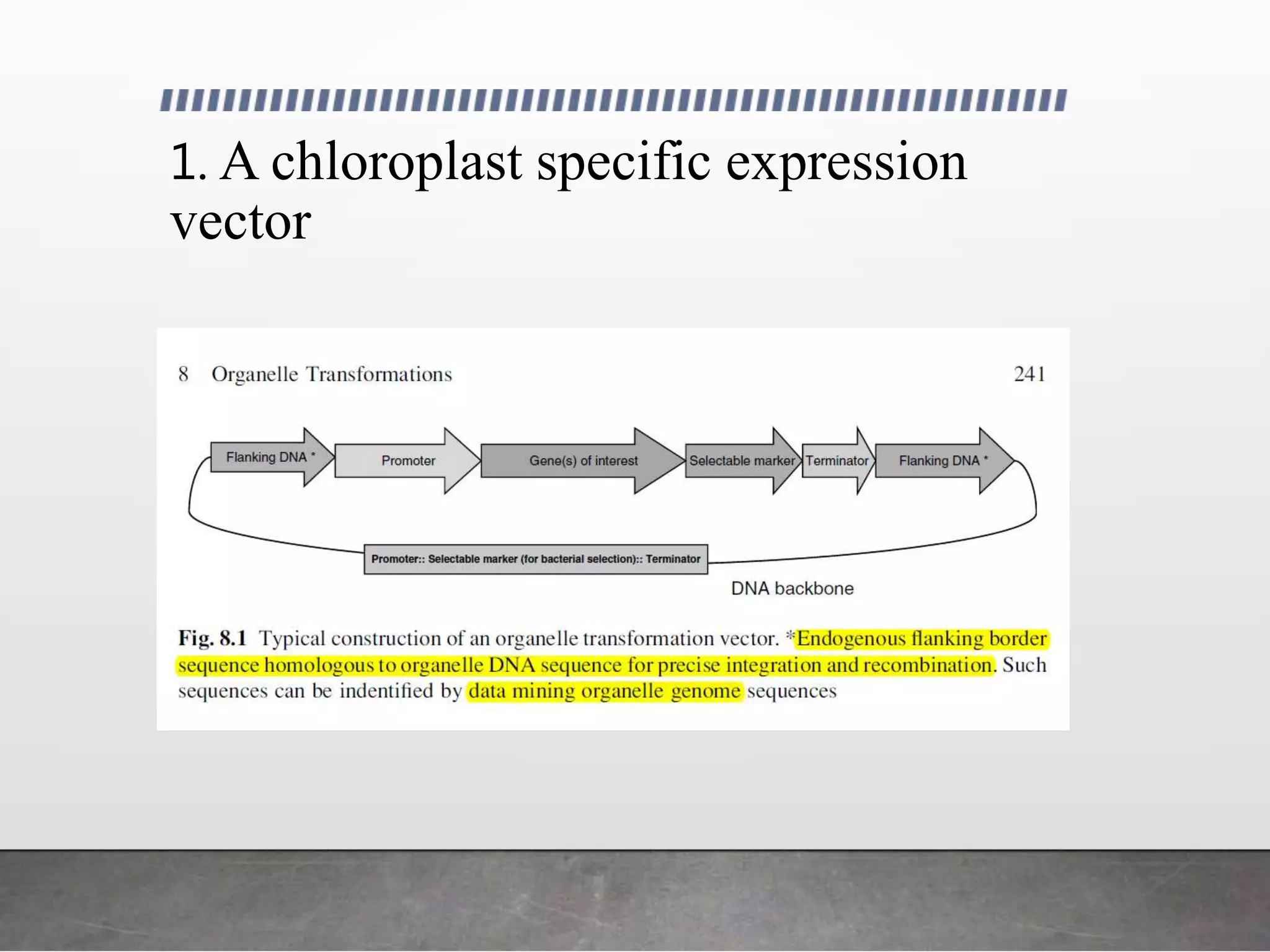Chloroplast transformation | PPTX