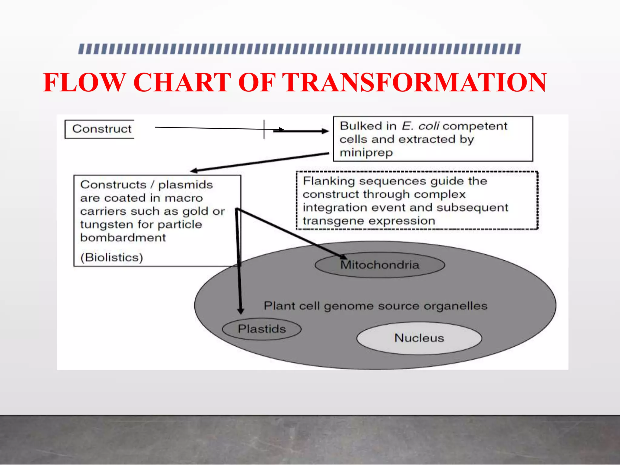 Chloroplast transformation | PPTX