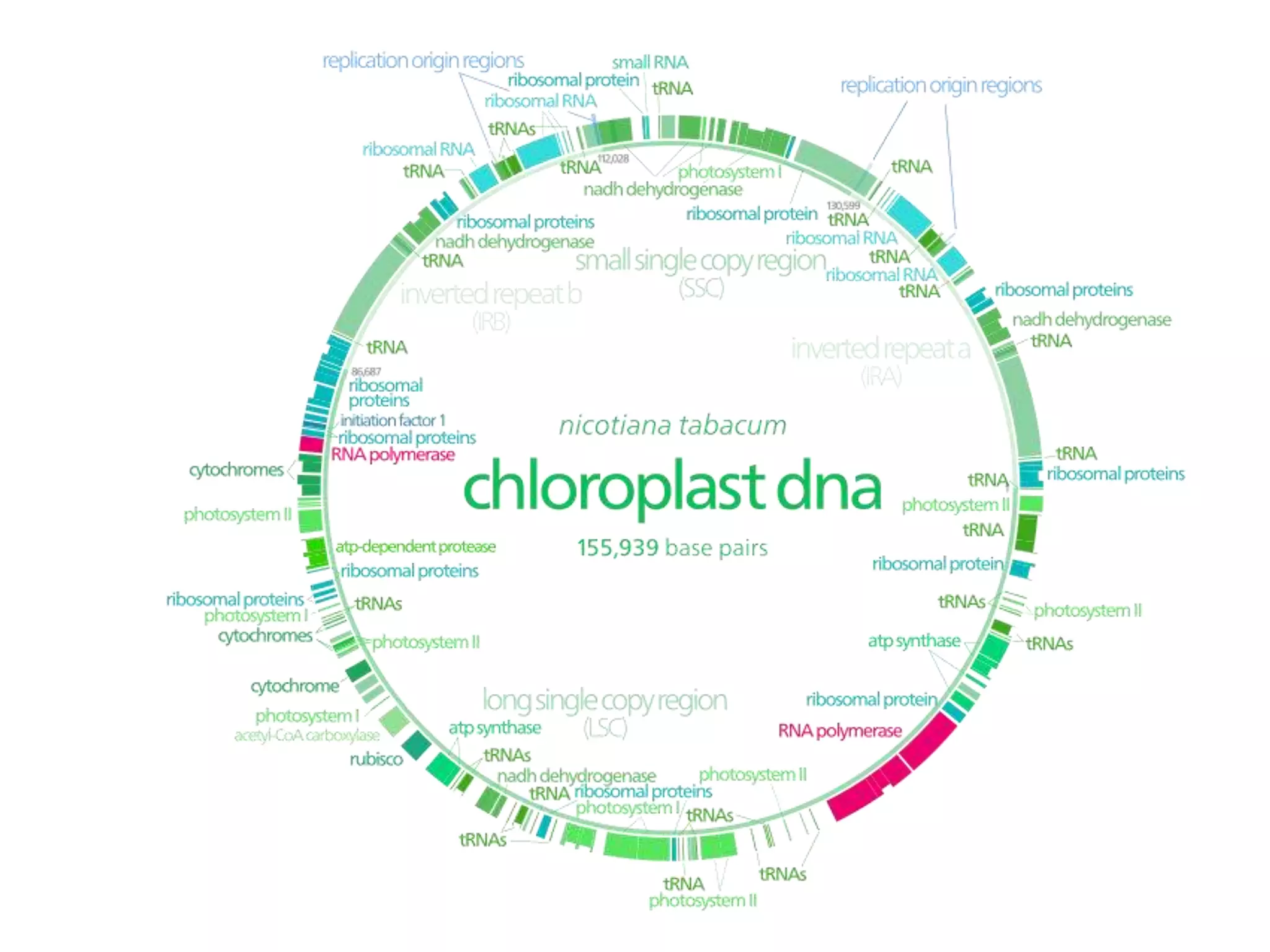 chloroplast transformation.pptx