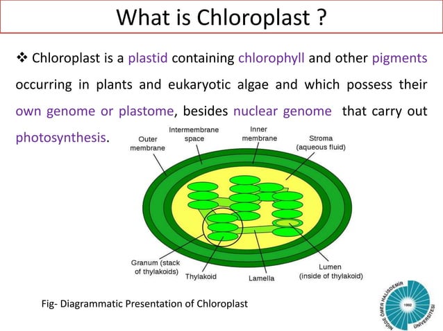 Chloroplast Transformation by Dr Swaati Sharma.pptx | Genetics | Science