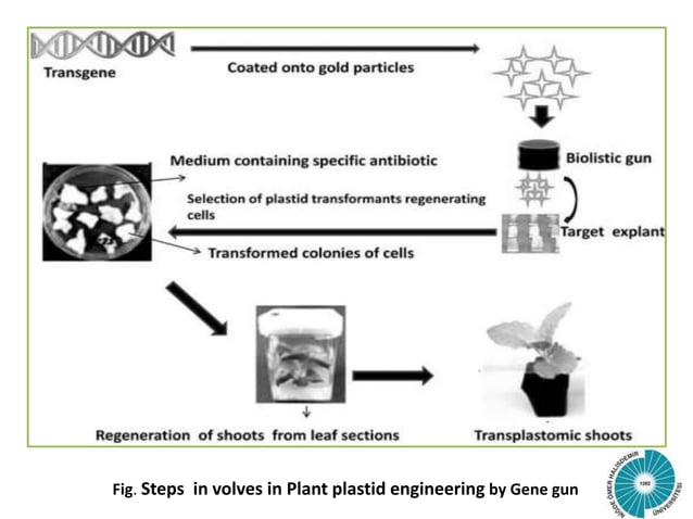 Chloroplast Transformation by Dr Swaati Sharma.pptx | Genetics | Science
