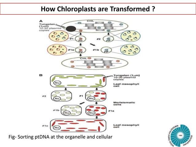 Chloroplast Transformation by Dr Swaati Sharma.pptx | Genetics | Science